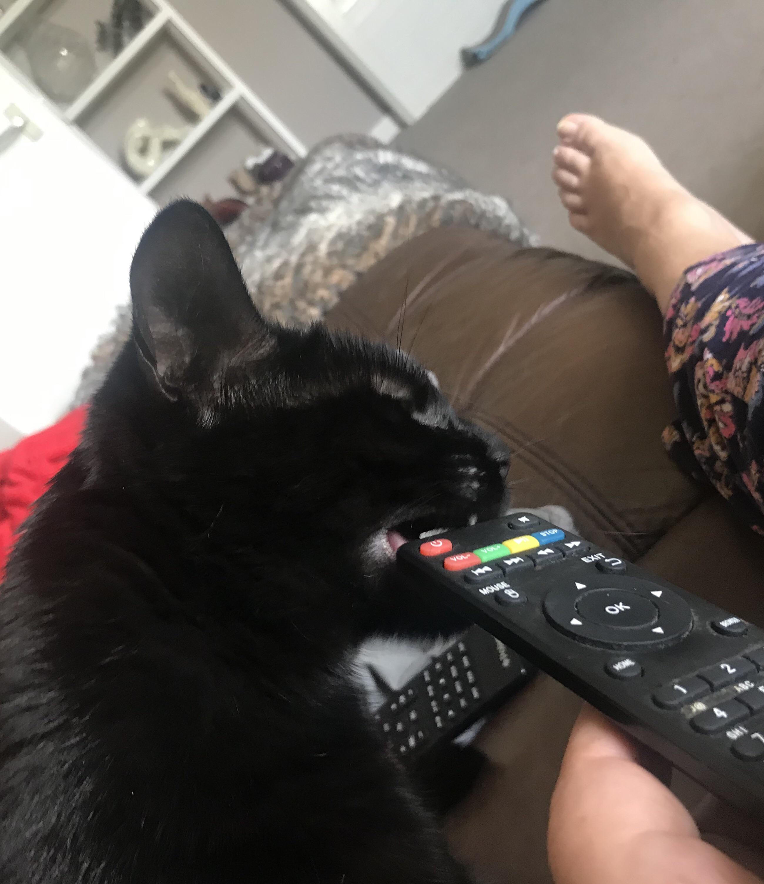 Random Cat Images - Aleatori.cat